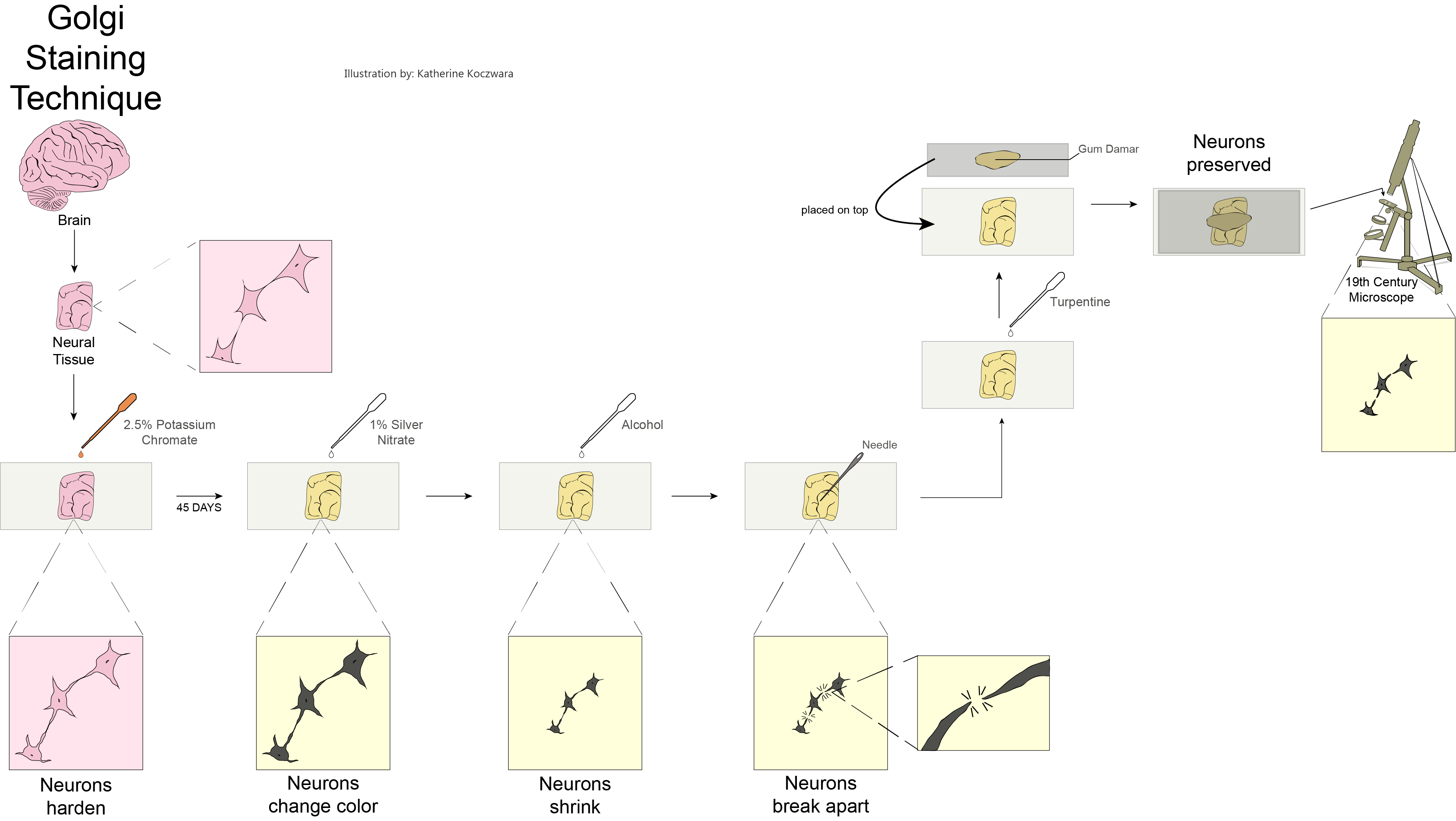Golgi Staining Technique | Embryo Project Encyclopedia